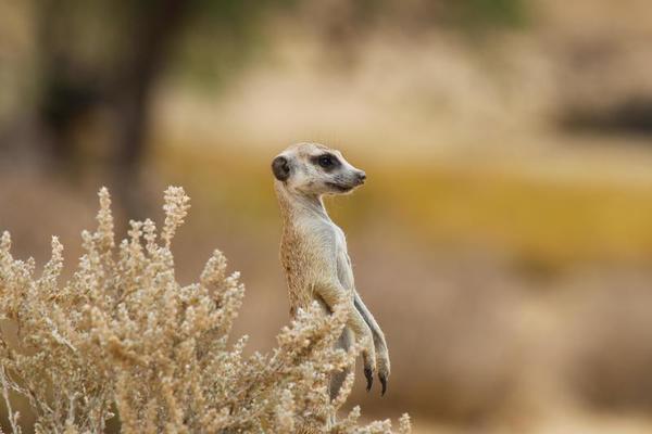 Wildlife Stock Photos, Images and Backgrounds for Free Download