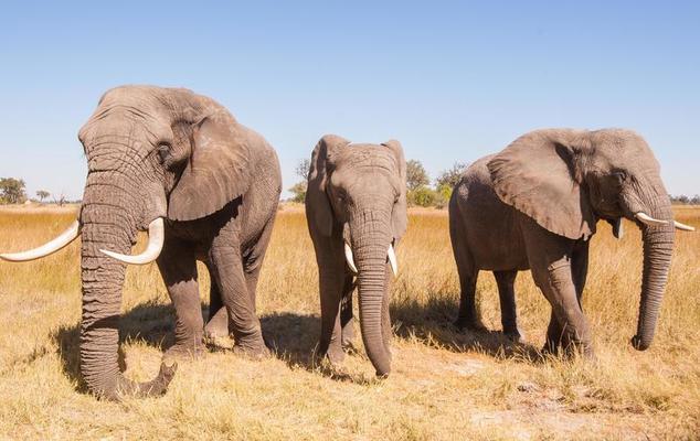 Elephant Stock Photos, Images and Backgrounds for Free Download