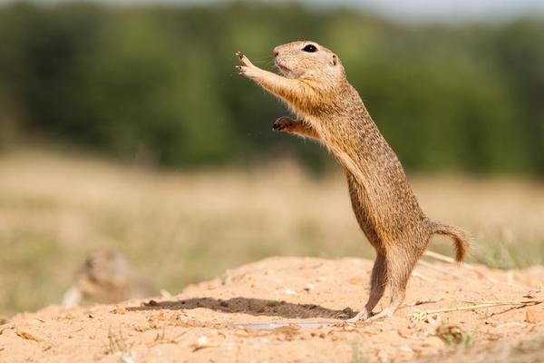 Gopher Stock Photos, Images and Backgrounds for Free Download