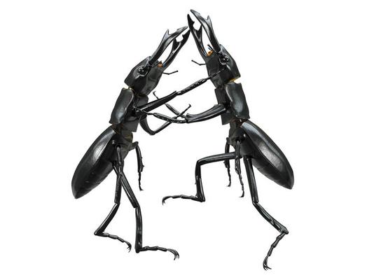 Stag Beetle Stock Photos, Images and Backgrounds for Free Download