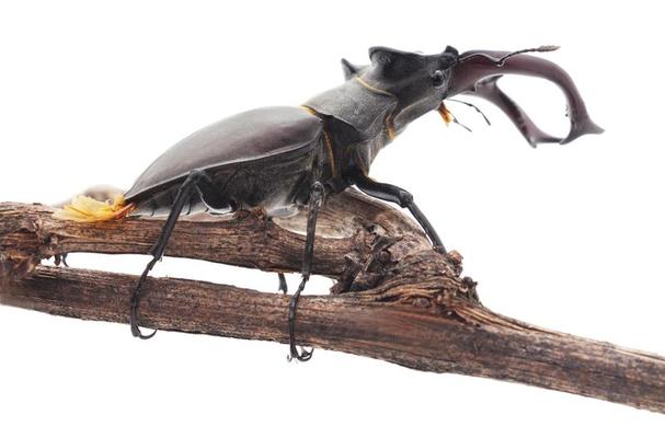 Stag Beetle Stock Photos, Images and Backgrounds for Free Download