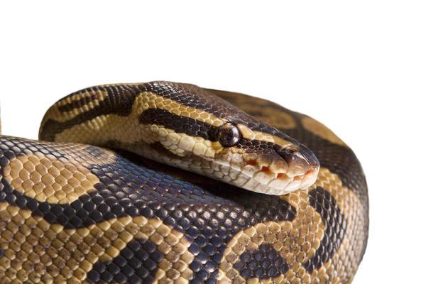 Snake Stock Photos, Images and Backgrounds for Free Download