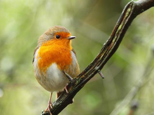 Robin Stock Photos, Images and Backgrounds for Free Download