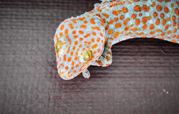 Gecko Pattern Stock Photos, Images and Backgrounds for Free Download