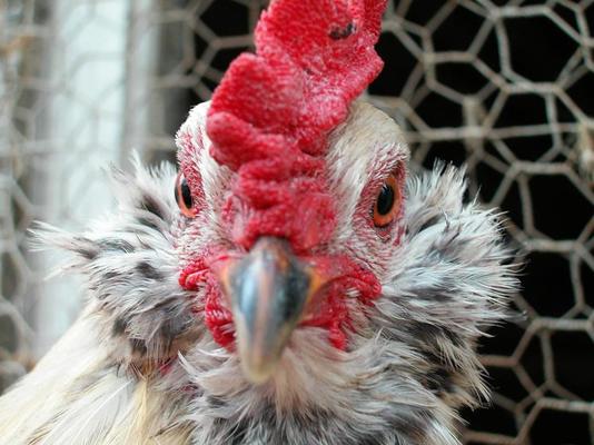 Chicken Fighter Stock Photos, Images and Backgrounds for Free Download