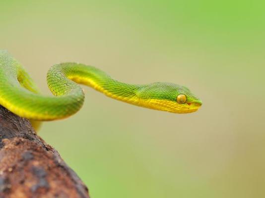 Snake Stock Photos, Images and Backgrounds for Free Download