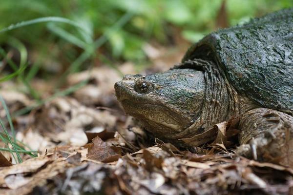 Snapping Turtle Stock Photos, Images and Backgrounds for Free Download