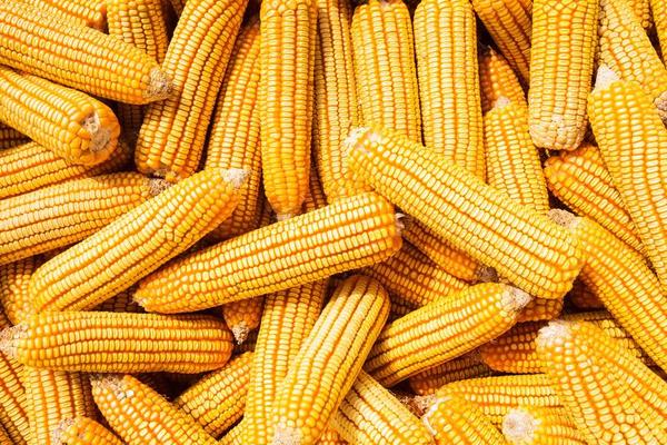 Corn Stock Photos, Images and Backgrounds for Free Download