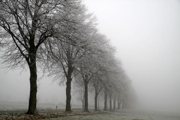 Fog Trees Stock Photos, Images and Backgrounds for Free Download