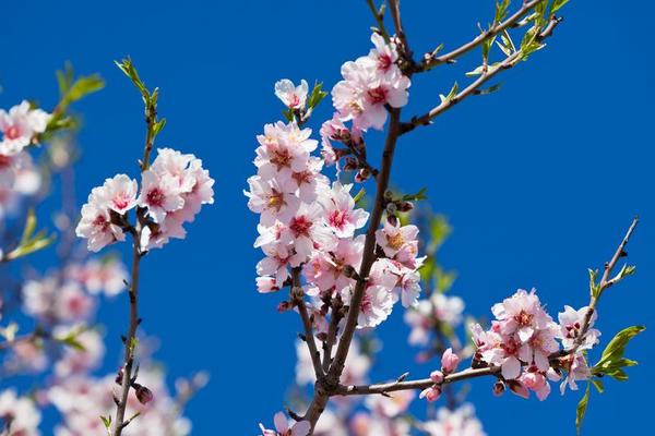Peach Tree Stock Photos, Images and Backgrounds for Free Download