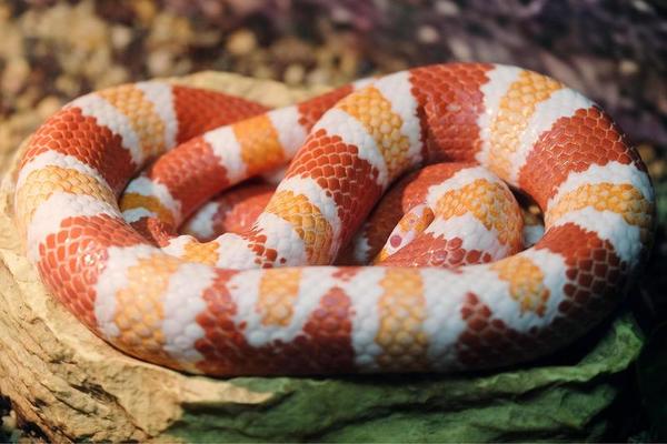 Snake Stock Photos, Images and Backgrounds for Free Download