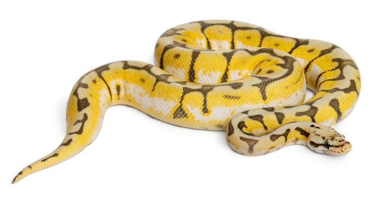 Python Stock Photos, Images and Backgrounds for Free Download