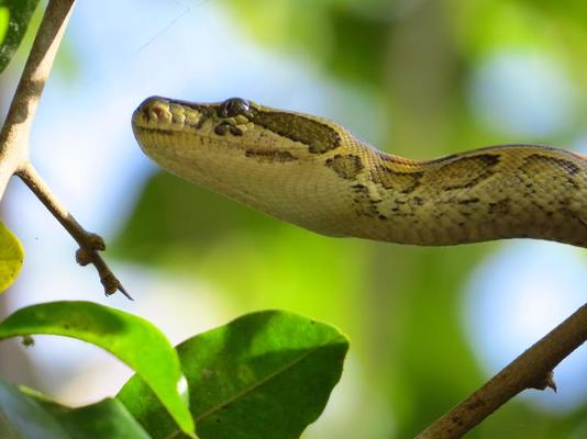 Python Stock Photos, Images and Backgrounds for Free Download