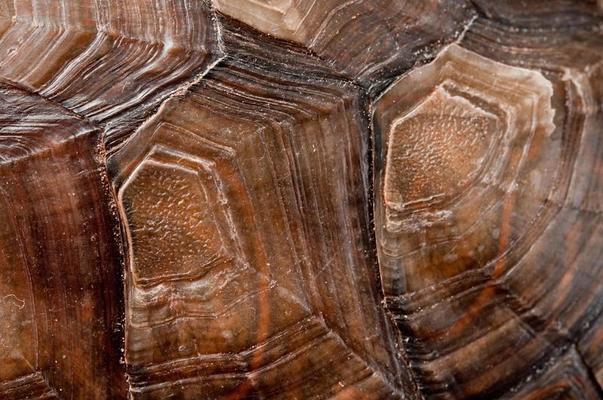 Turtle Shell Stock Photos, Images and Backgrounds for Free Download