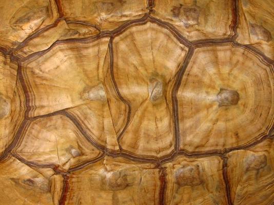 Tortoise Shell Pattern Stock Photos, Images and Backgrounds for Free ...