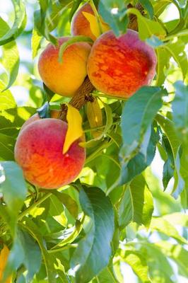 Peach Tree Stock Photos, Images and Backgrounds for Free Download