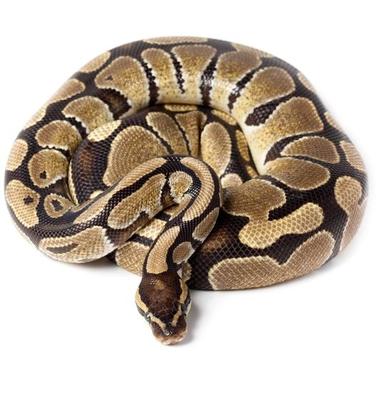Ball Python Stock Photos, Images and Backgrounds for Free Download