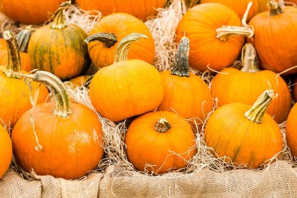 Pumpkin Stock Photos, Images and Backgrounds for Free Download