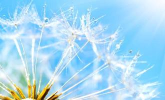 A beautiful dandelion flower in the spring season 2044318 Stock Photo ...