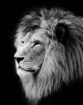 Lion Stock Photos, Images and Backgrounds for Free Download
