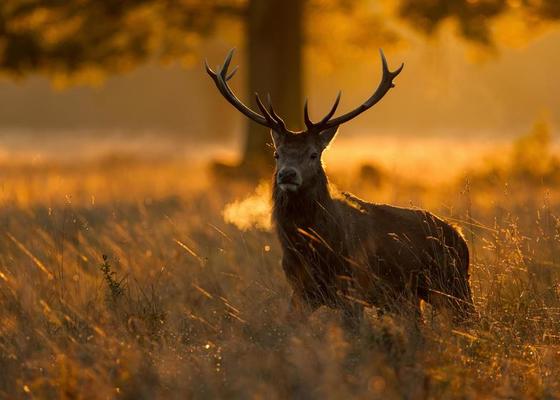 Deer Stock Photos, Images and Backgrounds for Free Download