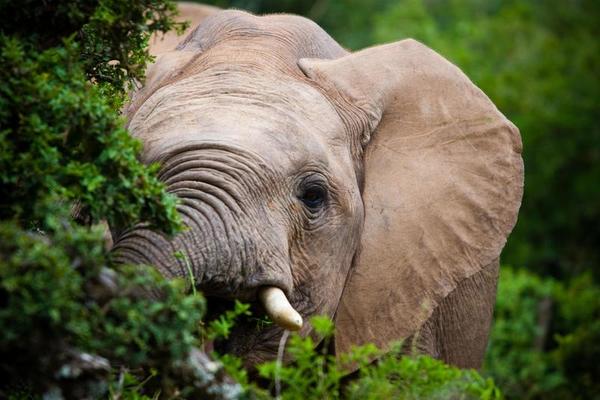 Elephant Stock Photos, Images and Backgrounds for Free Download