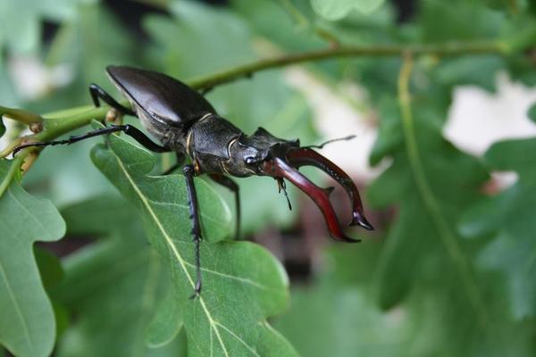 Stag Beetle Stock Photos, Images and Backgrounds for Free Download