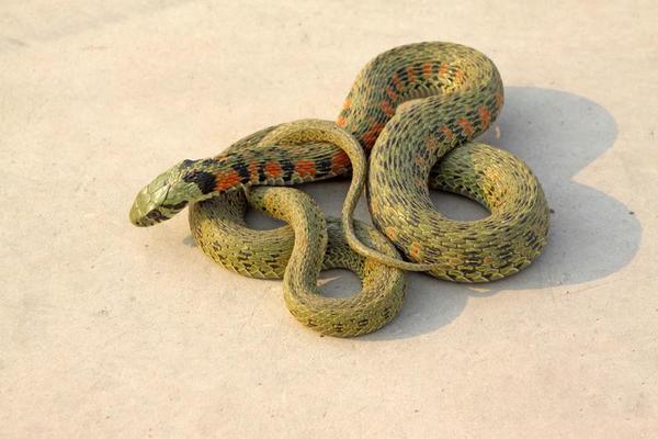 Snake Stock Photos, Images and Backgrounds for Free Download
