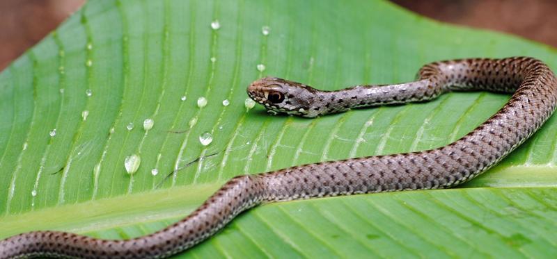 Snake Stock Photos, Images and Backgrounds for Free Download