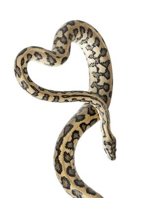 Carpet Python Stock Photos, Images and Backgrounds for Free Download