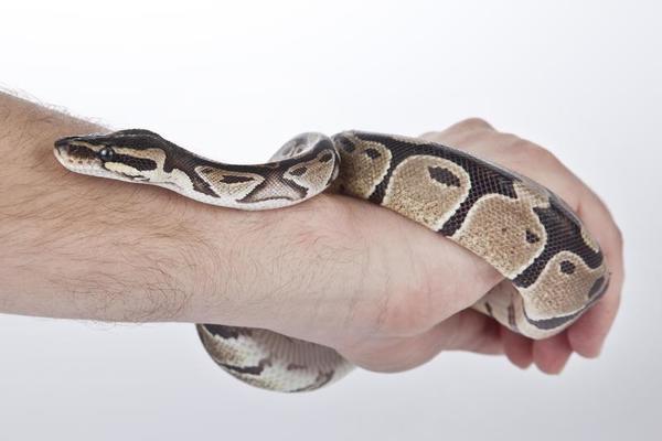 Ball Python Stock Photos, Images and Backgrounds for Free Download