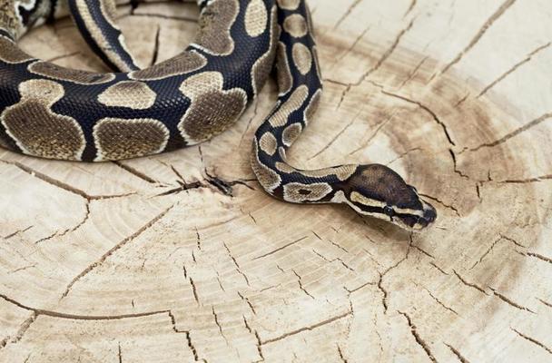Python Stock Photos, Images and Backgrounds for Free Download