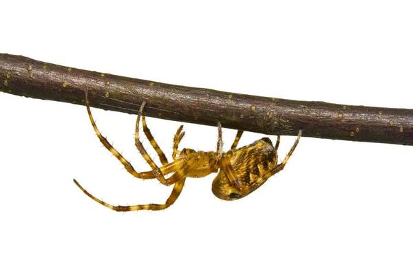 Spider Stock Photos, Images and Backgrounds for Free Download