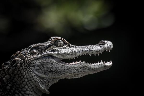 Alligator Stock Photos, Images and Backgrounds for Free Download