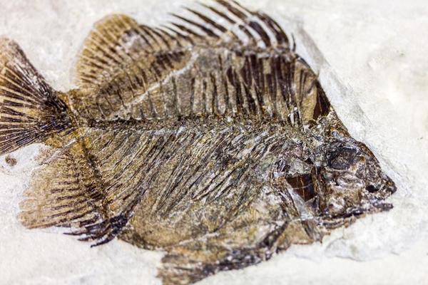 Fish Fossil Stock Photos, Images and Backgrounds for Free Download