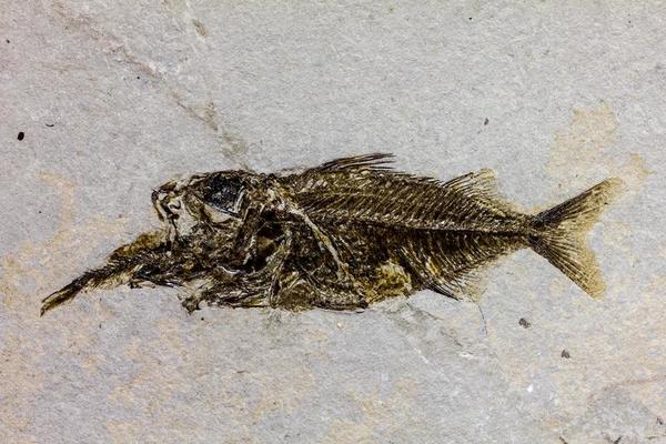 Fish Fossil Stock Photos, Images and Backgrounds for Free Download