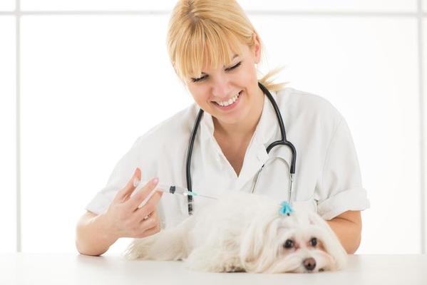 Veterinary Stock Photos, Images and Backgrounds for Free Download