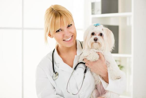 Veterinary Stock Photos, Images and Backgrounds for Free Download