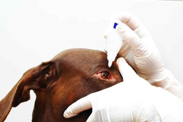 Veterinary Stock Photos, Images and Backgrounds for Free Download