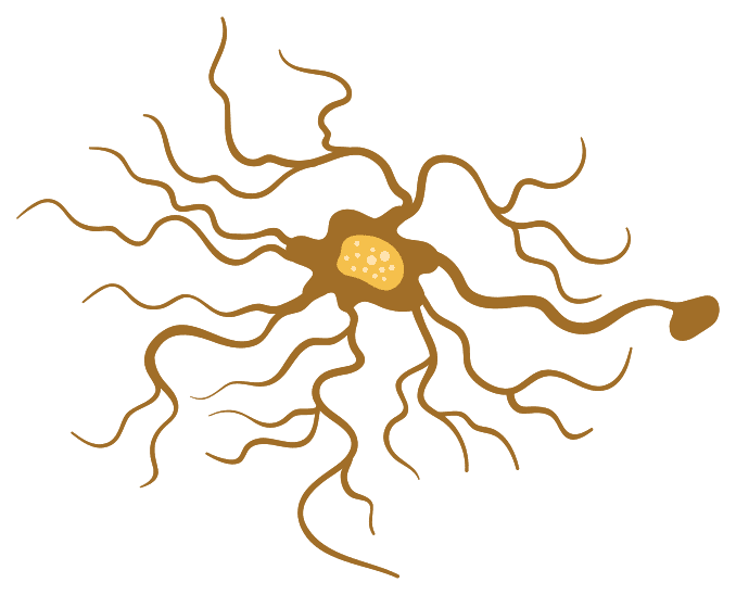 Neuron PNGs for Free Download