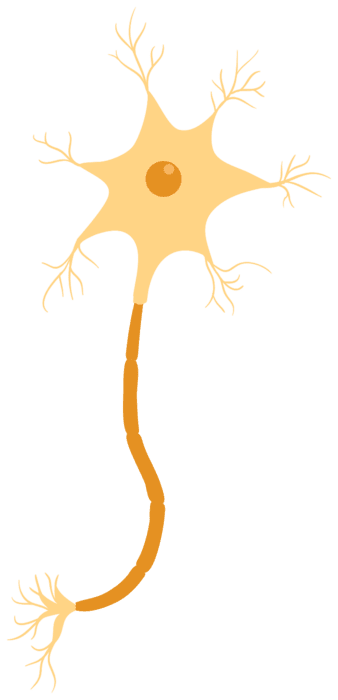 Neuron PNGs for Free Download