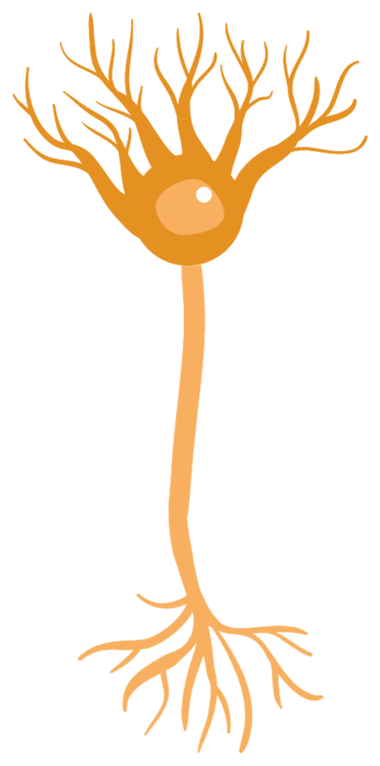 Neurons PNGs for Free Download