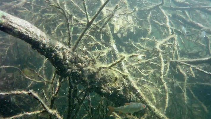 Cockroach Stock Video Footage for Free Download