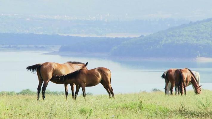 Horse Stock Video Footage for Free Download