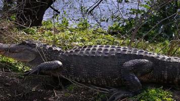 Alligator Stock Video Footage for Free Download