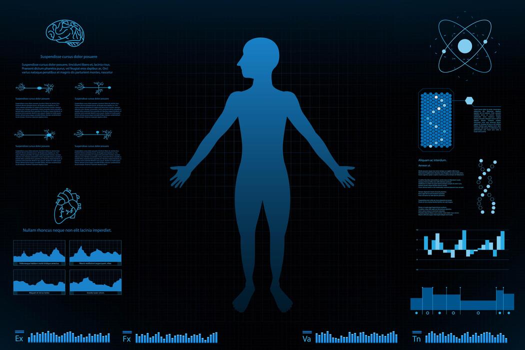 Human Blueprint Vector Art, Icons, and Graphics for Free Download