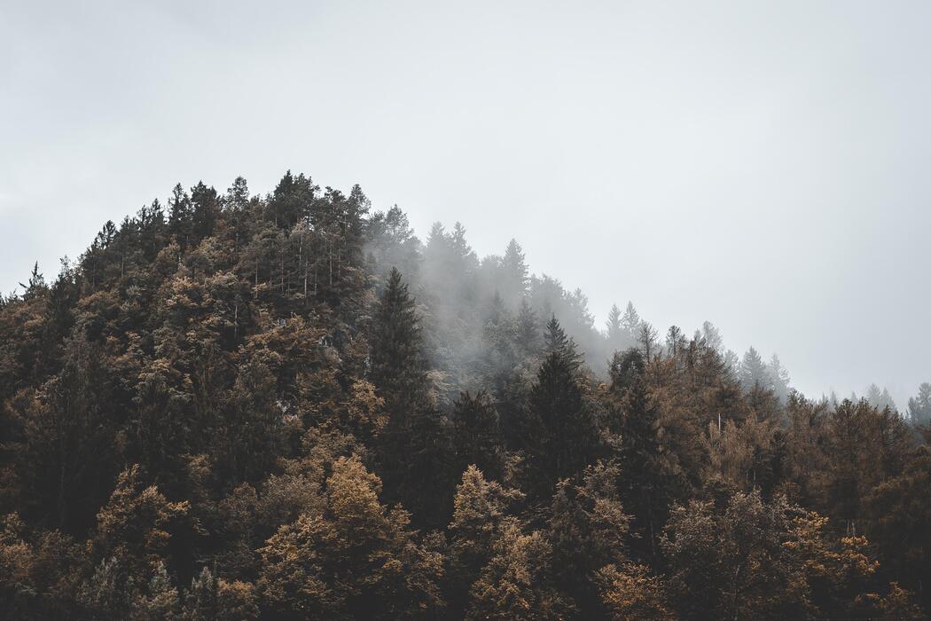Mountain Trees Stock Photos, Images and Backgrounds for Free Download
