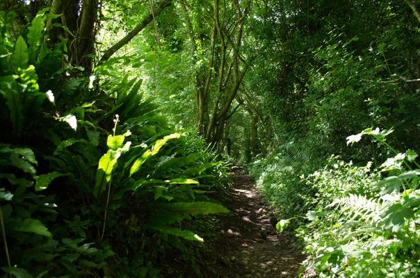 Jungle Path Stock Photos, Images and Backgrounds for Free Download