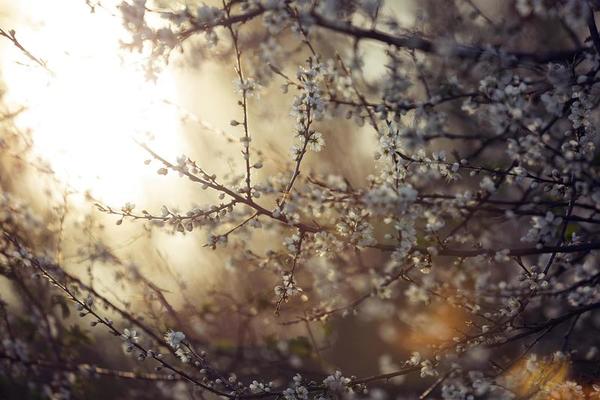 Tree Stock Photos & Beautiful Royalty-Free Images