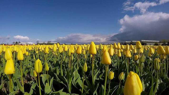 Flowers Stock Video Footage for Free Download